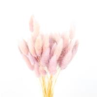 China Decorative Dried Rabbit Tail Grass , Indoor Ornamental Grass Bunny Tails for sale