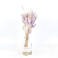 China Decorative Dried Rabbit Tail Grass , Indoor Ornamental Grass Bunny Tails for sale