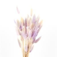 China Decorative Dried Rabbit Tail Grass , Indoor Ornamental Grass Bunny Tails for sale