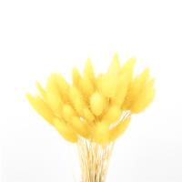 China Home Decoration Beautiful Dried Flowers Rabbit Tail Grass Custom Color for sale