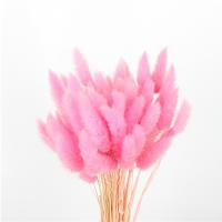 China Home Decoration Beautiful Dried Flowers Rabbit Tail Grass Custom Color for sale