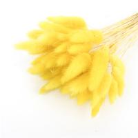 China Customized Color Eternal Beautiful Dried Flowers Rabbit Tail Grass Lagurus Ovatus for sale