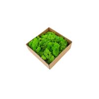 China Decorative Real Natural Preserved Natural Moss Green Environmental Protection for sale