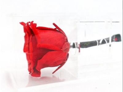 China Beautiful Colorful Preserved Rose Flower For Home Indoor Decoration for sale