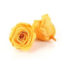 China Beautiful Handmade Preserved Flower Rose Head With The Short Stem for sale
