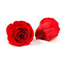 China Eco Friendly Diameter 5-6cm No Pollen Real Eternal Roses for sale