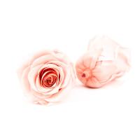 China Cell Replacement Dyeing 6pcs Diameter 5-6cm Preserved Rose Heads for sale