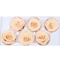 China Cell Replacement Dyeing 6pcs Diameter 5-6cm Preserved Rose Heads for sale