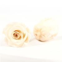China Allergy Friendly 5-6cm Preserved Rose Flower Heads for sale