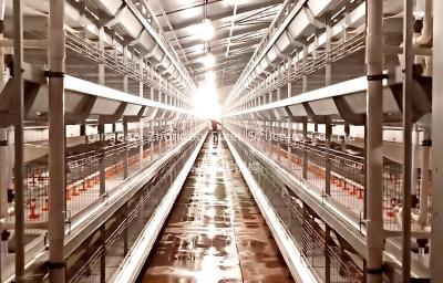 China Galvanized Prefabricated Steel Structure Poultry House Chicken Coop 10000 Bird Capacity for sale