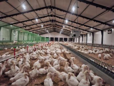 China Custom Prefabricated Steel Structure Poultry House for Chicken Farming 120m Span for sale