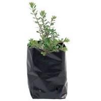 China 5gallon  7gallon hydroponics tomatoes plant  pot   garden planter bags plastic black grow bags for sale