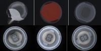 China Intelligent Cap Inspection System Quality Detection Machine Customization Available for sale