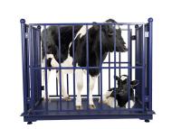 China Dynamic ODM 100Kg Weighing Scale For Live Pigs for sale