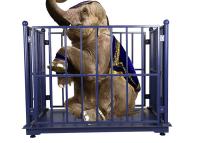 China KELI LCD Cattle Weighing Scales Carbon Steel With Locks for sale