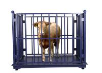 China LCD Digital Sheep Weighing Scales , 5T Weight Scale For Cows for sale
