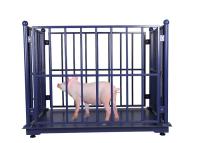 China 1000kg Digital Cattle Weighing Scales for sale