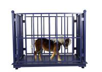 China LED OEM Cattle Weighing Scales Industrial Blue For Farm for sale