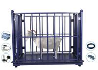 China Vet LED KELI Electronic Cattle Weighing Scales Bluetooth for sale