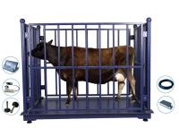 China LED OEM Cattle Weighing Scales Industrial Blue For Farm for sale