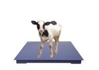 China Stainless Steel Plate Heavy Duty Floor Scales Industrial Weighing Scales for sale