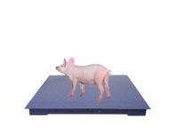 China Carbon Steel Plate Heavy Duty Industrial Weighing Scales With Adjustable Foot for sale