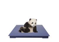 China Stainless Steel Plate Heavy Duty Floor Scales Industrial Weighing Scales for sale