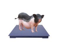 China Explosion ( Legal ) Industrial Floor Scale CE 48