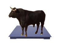 China Stainless Steel Indicator Industrial Floor Pallet Scale For Heavy Duty Weighing Shipping for sale