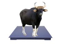 China Explosion ( Legal ) Industrial Floor Scale CE 48