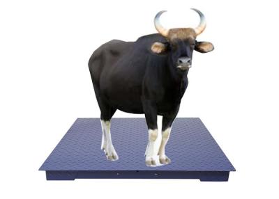 China Explosion ( Legal ) Industrial Floor Scale CE 48