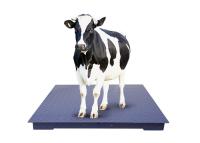 China Carbon Steel Plate Heavy Duty Platform Floor Scale Large 330lb 150kg Capacity for sale