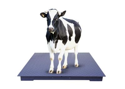 China Carbon Steel Plate Heavy Duty Platform Floor Scale Large 330lb 150kg Capacity for sale