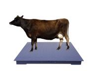 China High Precision Sensor Heavy Duty Floor Scales With Tread Plate for sale