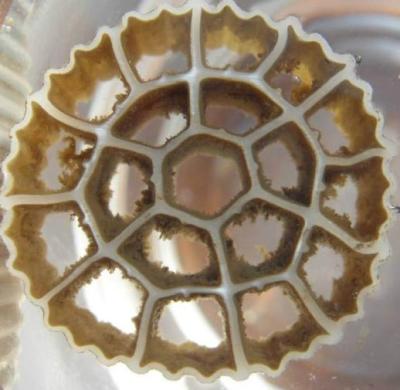 China MBBR Bio Filter Media Circle 25mm Membrane Biofilm Reactor for Wastewater Treatment Plant for sale