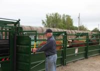 China Easy Access Portable Cattle Alleyway , 14 Gauge Sheet Adjustable Cattle Alley for sale