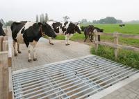 China Heavy Duty Livestock Handling Equipment Painted Flat Cattle Guard Easy Install for sale