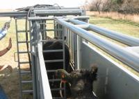 China Powder Coating Cattle Sorting Alley , Fully Caulked Cattle Tub And Alley for sale