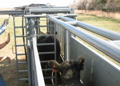 China Powder Coating Cattle Sorting Alley , Fully Caulked Cattle Tub And Alley for sale