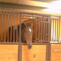 China Portable Galvanized Steel Pipe Horse Stable Fence Panel As Paddock for sale
