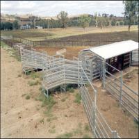 China 3.2 M Fixed Cattle Loading Ramp Portable Cattle Loading Ramp For Sheep Goats Cattle for sale