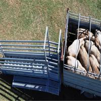 China Australian Galvanized Cattle Loading Ramp / Mobile Cattle Loading Ramp Easy Installing for sale