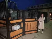 China 50x50mm Wire Mesh Portable Horse Stable for sale