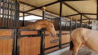 China Black Powder Coated Bamboo Pine Q235 Horse Stall Fronts for sale