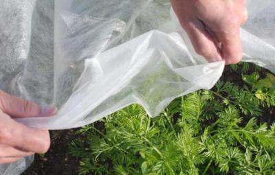 China 320cm 80gsm Agricultural Spunlace Nonwovens for sale