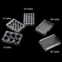 China Flat Bottom 24 Multiwell Plate for sale