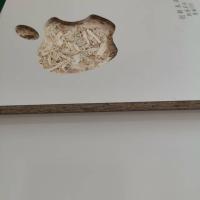 China 12-18mm Thickness Wood Pellet Board - Moisture Resistant Solid Wood Panels for Furniture & Cabinets for sale