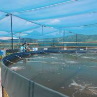 China Direct 0.5mm Eco-Friendly HDPE Plastic Geomembrane for Fish Pond Roll Length 50-200m for sale