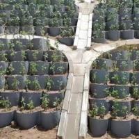 China Green Geocell Gravel Grid for Parking Lot Soil Stabilization and Driveway Construction for sale