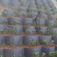 China Green Geocell Gravel Grid for Parking Lot Soil Stabilization and Driveway Construction for sale